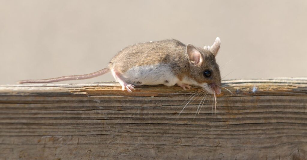 How To Choose a Fence To Keep Out Rodents